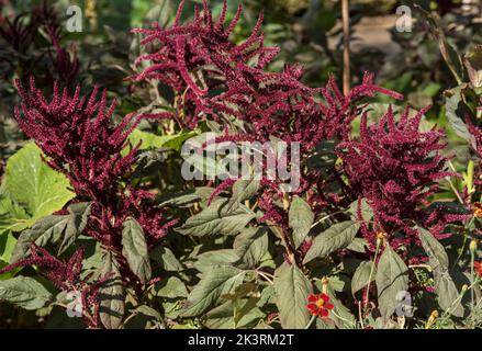Red Amaranth or Amaranthus, historically used as a natural dye for ...