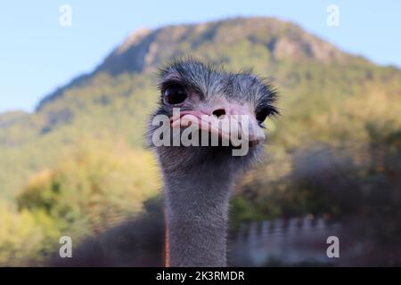 curious ostrich (Struthio camelus) on the farm Stock Photo - Alamy