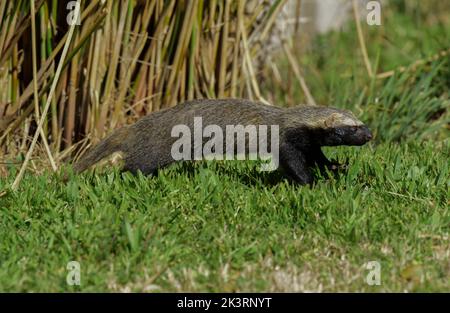 Little grison, in Pampas grassland environment, La Pampa Province ...