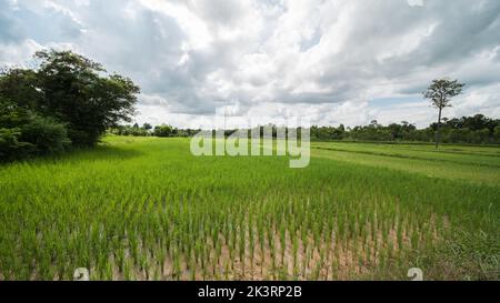 rice fields in isaan thailand in udon thani province Stock Photo - Alamy