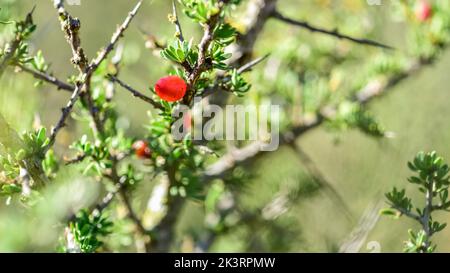 Wild fruits in Calden Forest environement, Piquillin, Condalia ...