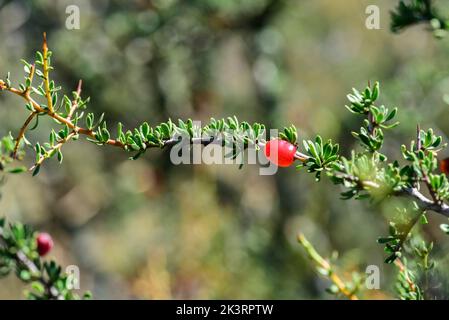 Wild fruits in Calden Forest environement, Piquillin, Condalia ...