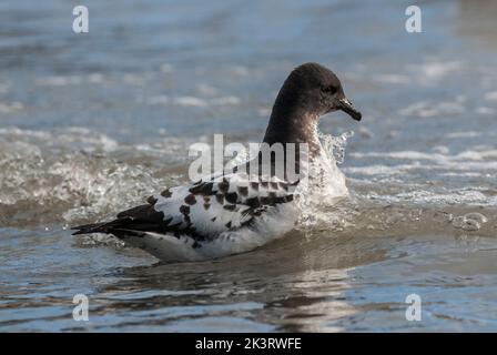 Cape Petrel, swimming over the surface of the Antarctic sea Stock Photo ...