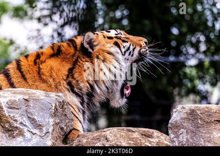 tired tiger yawning or roaring, lying on grass and relaxing Stock Photo ...
