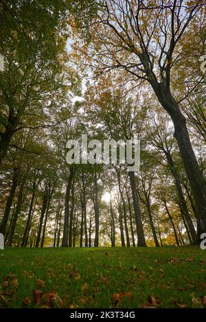 tall and green tress in forest Stock Photo - Alamy