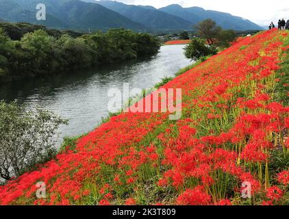 KAIZU, JAPAN - SEPTEMBER 28, 2022 - Equinox Flower bloom in Kaizu city ...