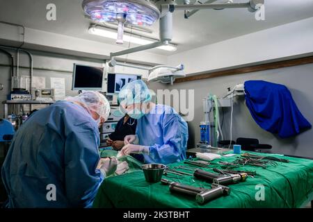 Side view of focused vet doctor with assistant in uniform and medical ...