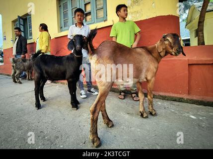 Kathmandu, Nepal. 28th Sep, 2022. Nepalis pull goats they bought from a ...