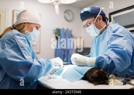 Doctors in uniforms operating cat with breathing machine at table in ...