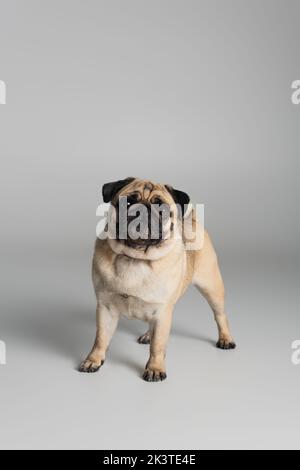 purebred pug dog in red collar looking away and sticking out tongue on ...