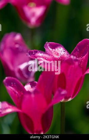 Pink tulips in the sun at the Canadian Tulip Festival 2019, Ottawa ...