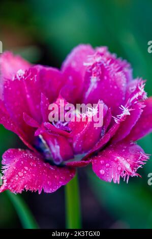 Pink tulips in the sun at the Canadian Tulip Festival 2019, Ottawa ...