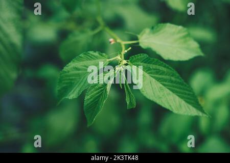 Jute mallow AKA Jew's mallow or Nalta jute plant has primary source of ...