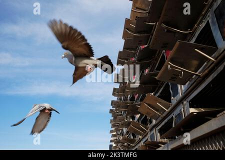 Long distance racing pigeons being released (liberated) to race across ...