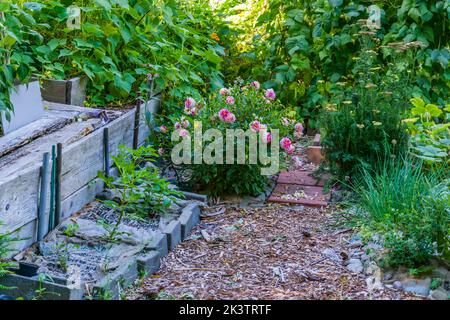 Large vibrant community garden pea patch in Seattle, Washington Stock ...