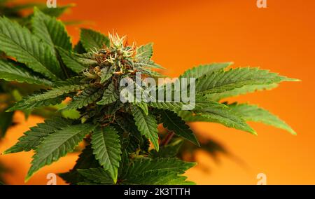 Marijuana plants long banner. Beautiful tropical cannabis background ...