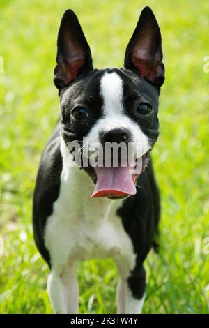 Boston terrier dog outside. Dog in beautiful red and yellow park in ...