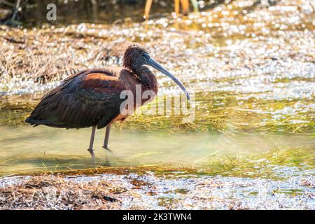 The glossy ibis, latin name Plegadis falcinellus, searching for food in ...