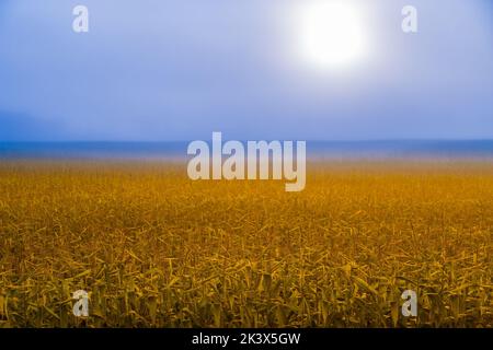 Sunrise over a fog enshrouded cornfield, Stowe, Vermont, USA Stock ...