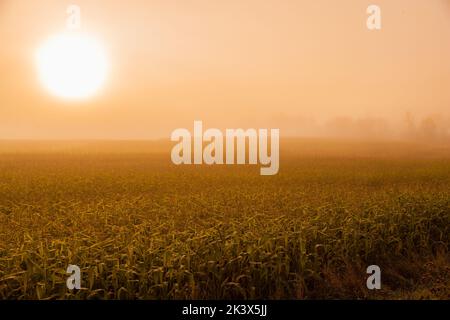 Sunrise over a fog enshrouded cornfield, Stowe, Vermont, USA Stock ...