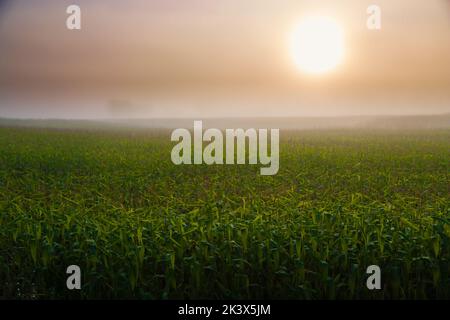 Sunrise over a fog enshrouded cornfield, Stowe, Vermont, USA Stock ...