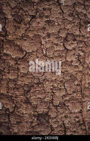 Tree stem patterns in autumn forest Stock Photo - Alamy