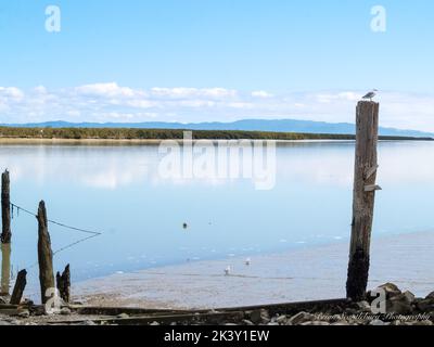 Old jetty posts in shallow muddy harbour Stock Photo - Alamy