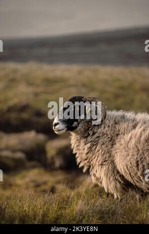 A white ram eating grasses on the meadows Stock Photo - Alamy