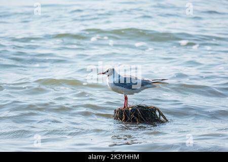 One seagull sits on a old sea pier. The European herring gull, Seagull ...