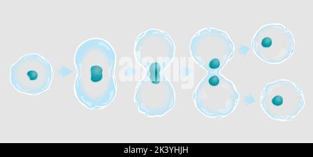 The graphic shows in 5 steps the division of a cell and duplication of ...