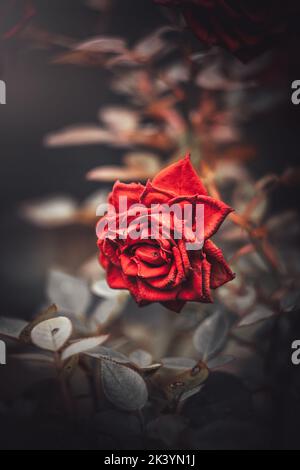 Moody selective focus of elegant red poppy flowers growing interlaced ...