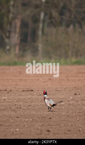 male Ringneck Pheasant, scientific name Phasianus colchicus close up warm light Stock Photo - Alamy