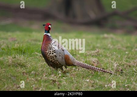 male Ringneck Pheasant scientific name Phasianus colchicus upright in a ...