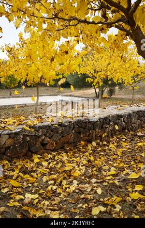 Golden linden tree with yellow leaves in autumn Stock Photo - Alamy