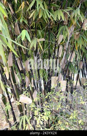 Flowering of the black bamboo, Phyllostachys nigra 'Boryana' marks the ...