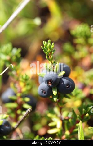 crowberry dwarf shrub with fruits alpine species Stock Photo - Alamy