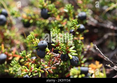 crowberry dwarf shrub with fruits alpine species Stock Photo - Alamy