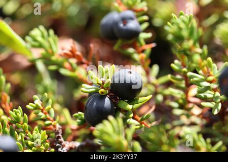 crowberry dwarf shrub with fruits alpine species Stock Photo - Alamy