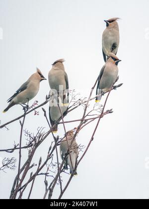 Flock of Cedar waxwing bird Bombycilla cedrorum perch on a tree and ...