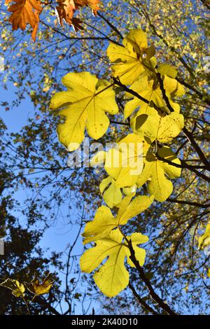 Fig leaves (Ficus carica) under a blue sky Stock Photo - Alamy