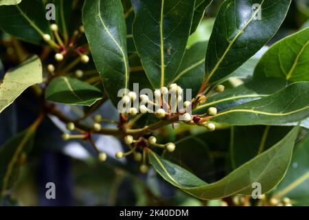 Laurus nobilis fruits Stock Photo - Alamy