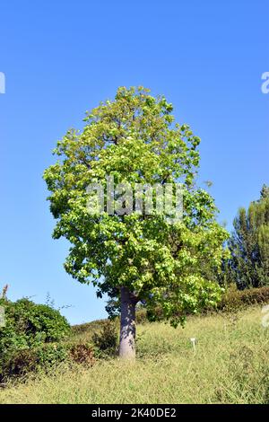 Brachychiton populneus, an ornamental tree used in landscaping ...
