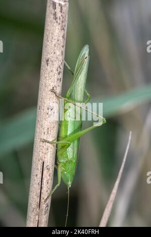 Large conehead (Ruspolia nitidula, Conocephalus mandibularis ...