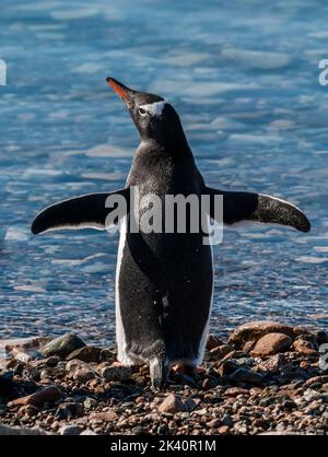 Gentoo penguin two specimens flapping their wings, Antarctic peninsula ...