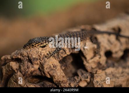 Cologne, Germany. 29th Sep, 2022. The two twins of the Mitchell's ...