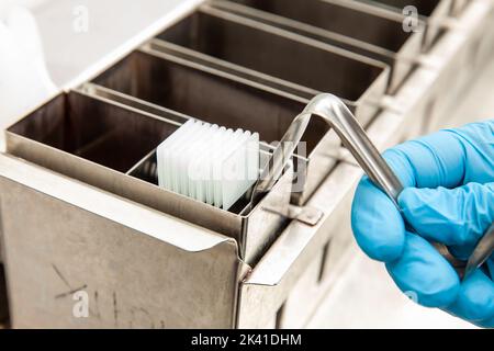 Slides with paraffin embedded tissue samples into a slide staining rack ...