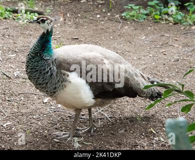 Female peacock (Pavus cristatus Stock Photo - Alamy