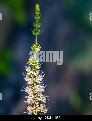 Flowers and bud on a mint plant in garden Stock Photo - Alamy