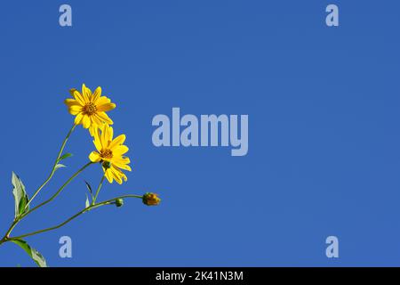 Flowers details of Jerusalem artichoke, Helianthus tuberosus, unroot ...