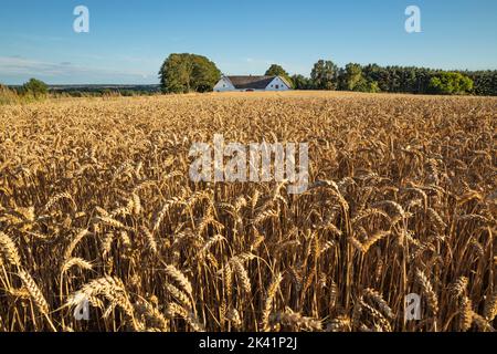 Golden wheat field with danish barn in background on sunny afternoon ...